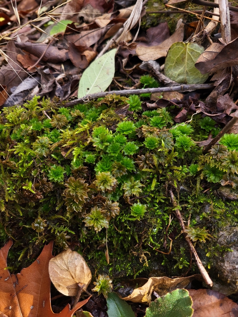 Ontario rhodobryum moss in December 2023 by Tyson Gregory · iNaturalist