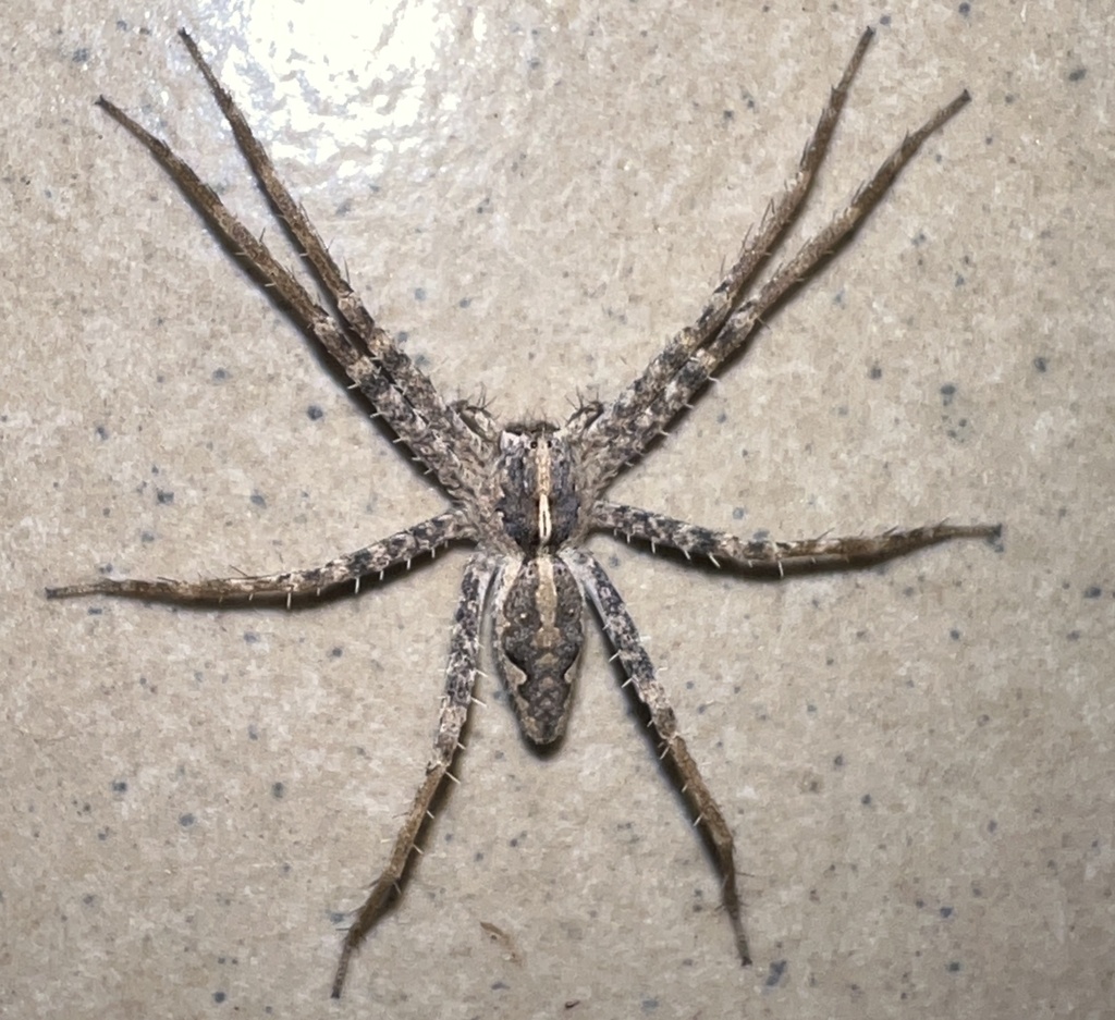 Spiders in November 2023 by Luke Smith · iNaturalist