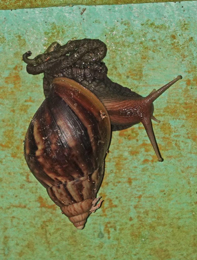 Giant Agate Snails from Bulolo, Papua New Guinea on November 4, 2023 at ...