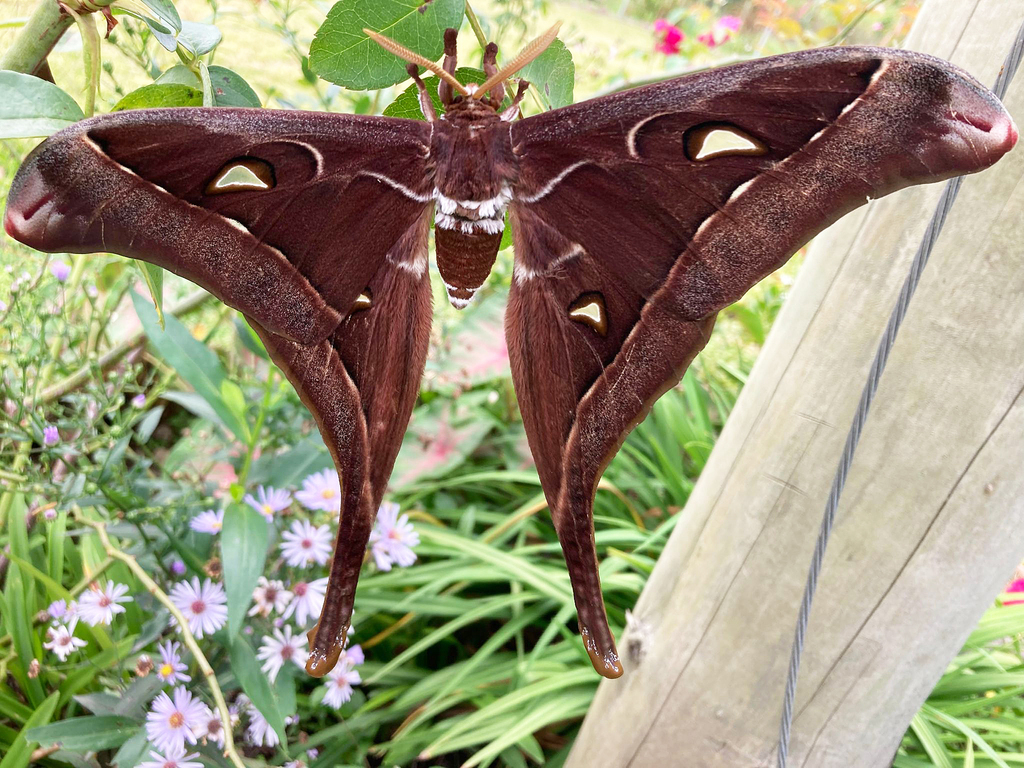 Coscinocera from Bulolo, Papua New Guinea on December 4, 2023 at 07:53 ...