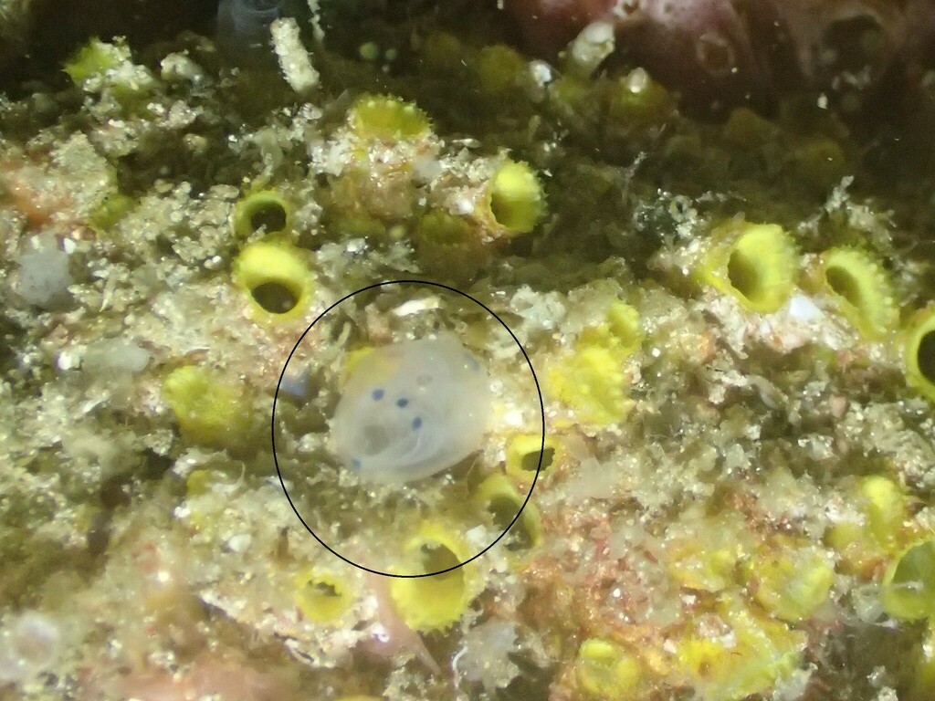 Bluebell Tunicate from North Minahasa Regency, North Sulawesi ...