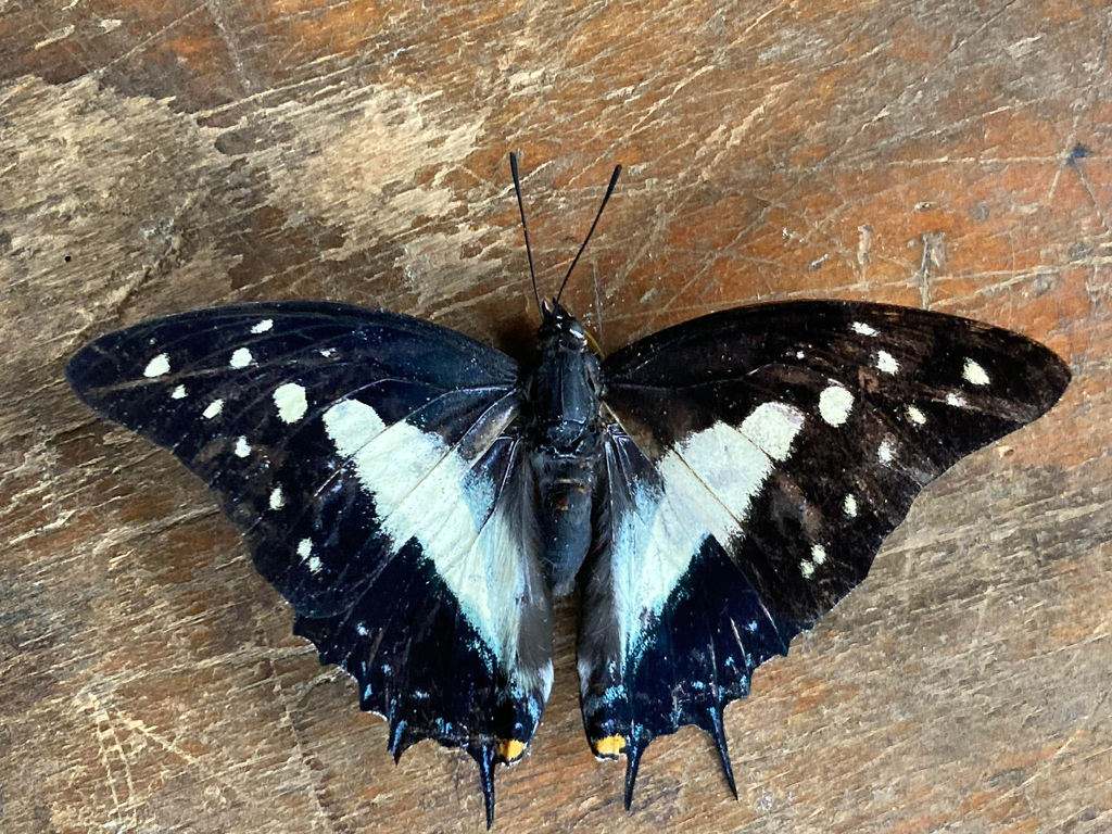 Polyura jupiter from Bulolo District, Papua New Guinea on November 5 ...