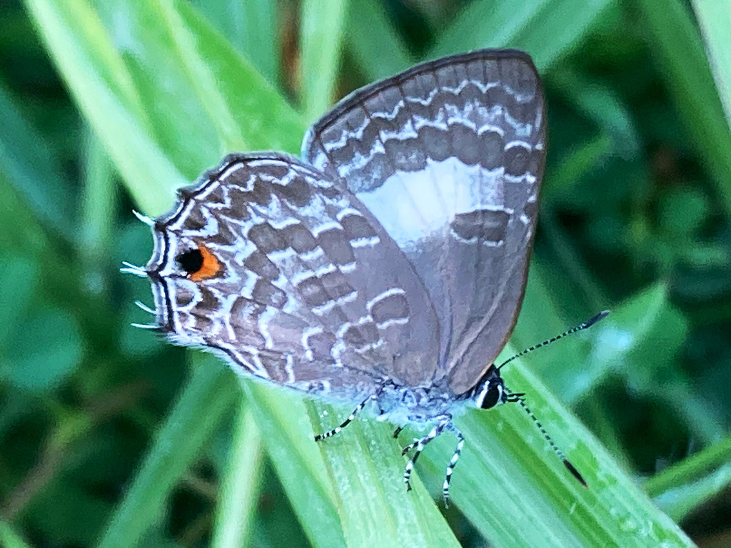 Pale Ciliate-blue from Bulolo District, Papua New Guinea on November 4 ...