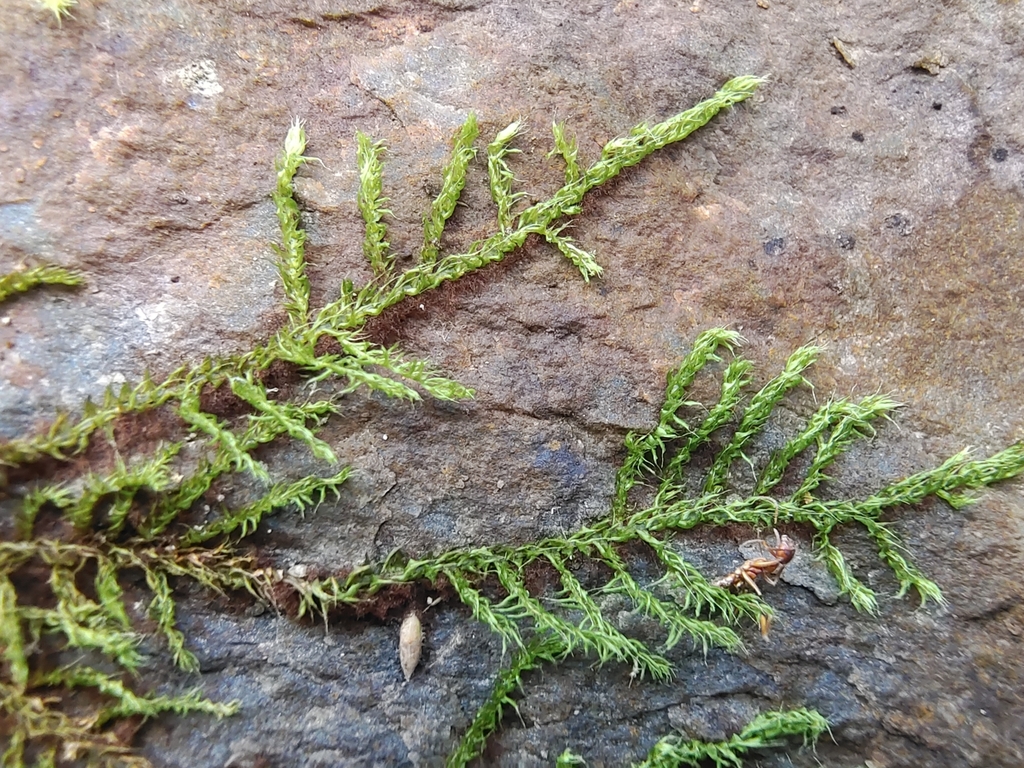 fern-leaved hook-moss from Yichun, CN-JX, CN on December 04, 2023 at 02 ...