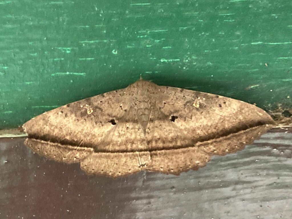 Hulodes caranea from Bulolo, Papua New Guinea on November 5, 2023 at 08 ...