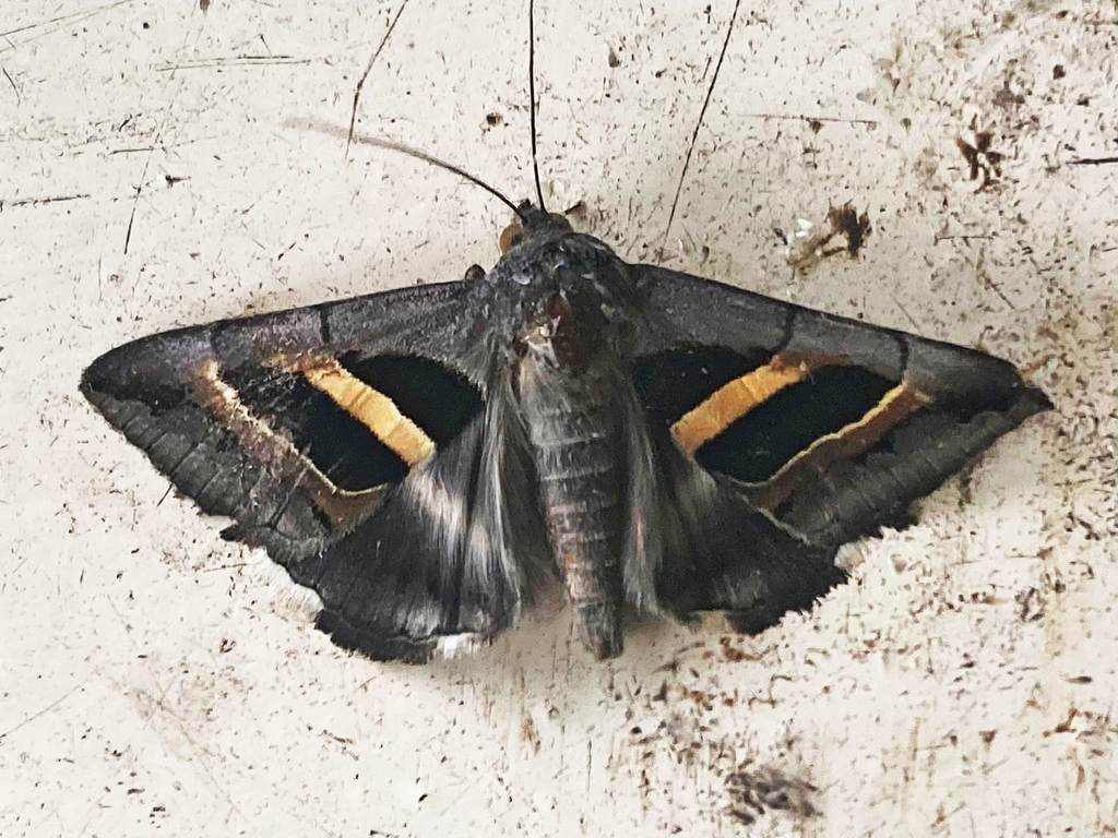 Geometrical Lines from Bulolo, Papua New Guinea on November 5, 2023 at ...