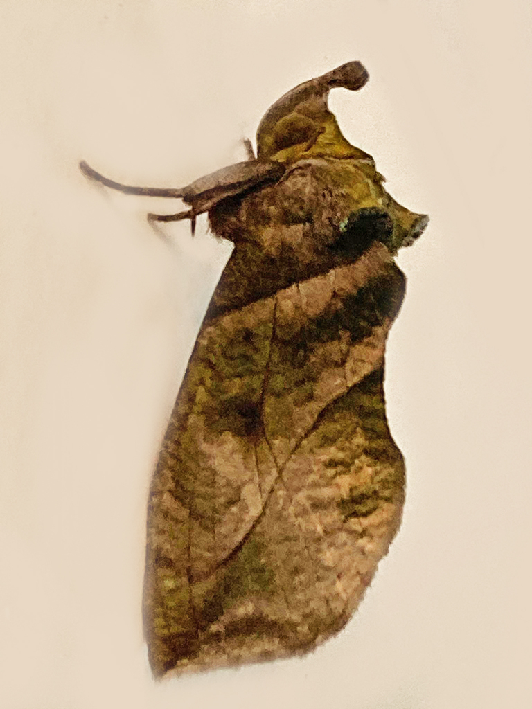 Eudocima cocalus from Bulolo, Papua New Guinea on November 5, 2023 at ...