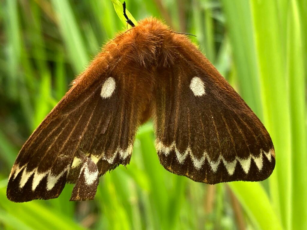 Monkey Moths from Bulolo, Papua New Guinea on November 5, 2023 at 08:53 ...