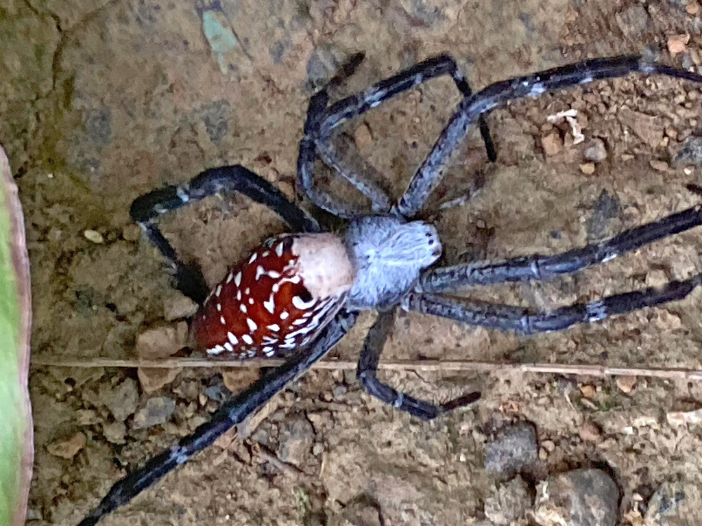 Tropical Tent-web Spiders from Bulolo District, Papua New Guinea on ...