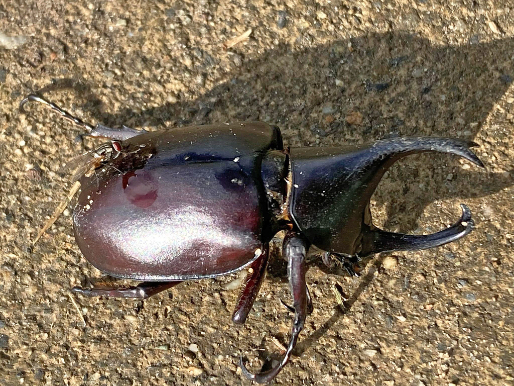 Xylotrupes carinulus from Bulolo, Papua New Guinea on November 5, 2023 ...