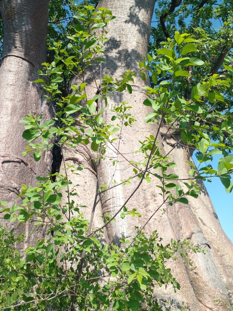 brown ivory from Zambezi Region, Namibia on November 27, 2023 at 04:08 ...