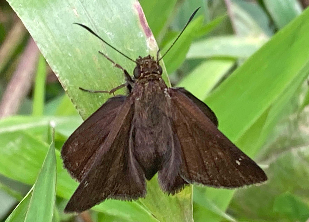 Butterflies and Moths from Bulolo, Papua New Guinea on November 6, 2023 ...