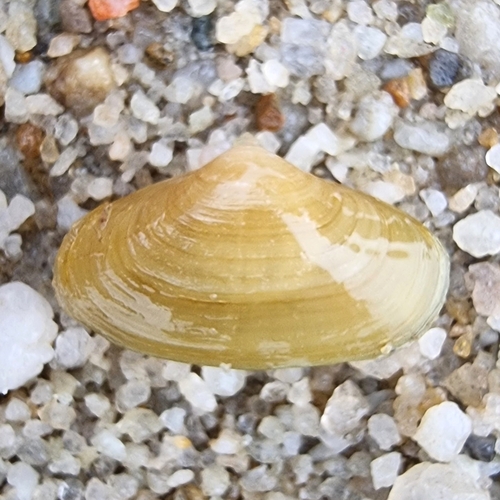 Genus Coecella · iNaturalist