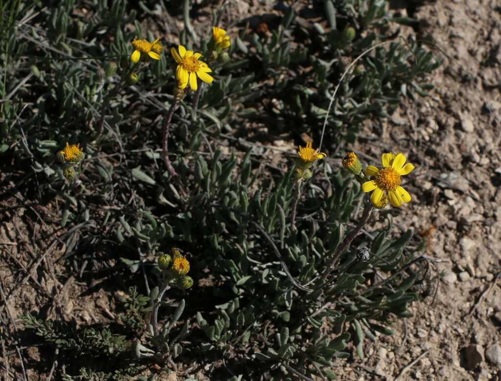 hoary groundsel from Grand County, CO, USA on May 21, 2023 at 09:43 AM ...