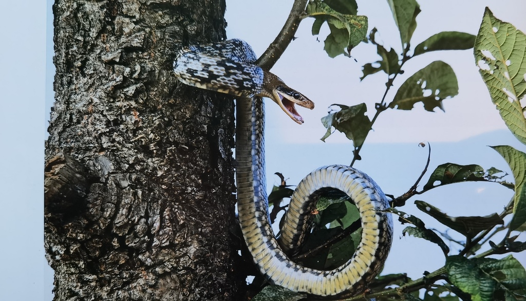 Yunnan Beauty Snake from 中国云南省大理白族自治州大理市 on December 4, 2023 at 05:46 ...