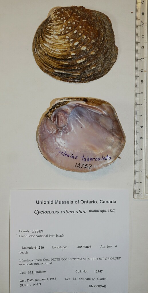 Purple Wartyback from Canada, Ontario, ESSEX County, Point Pelee ...