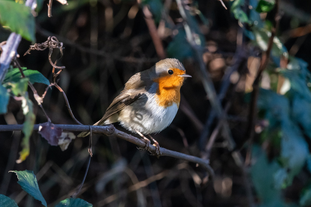 European Robin from 25019 Sirmione BS, Italia on December 3, 2023 at 11 ...