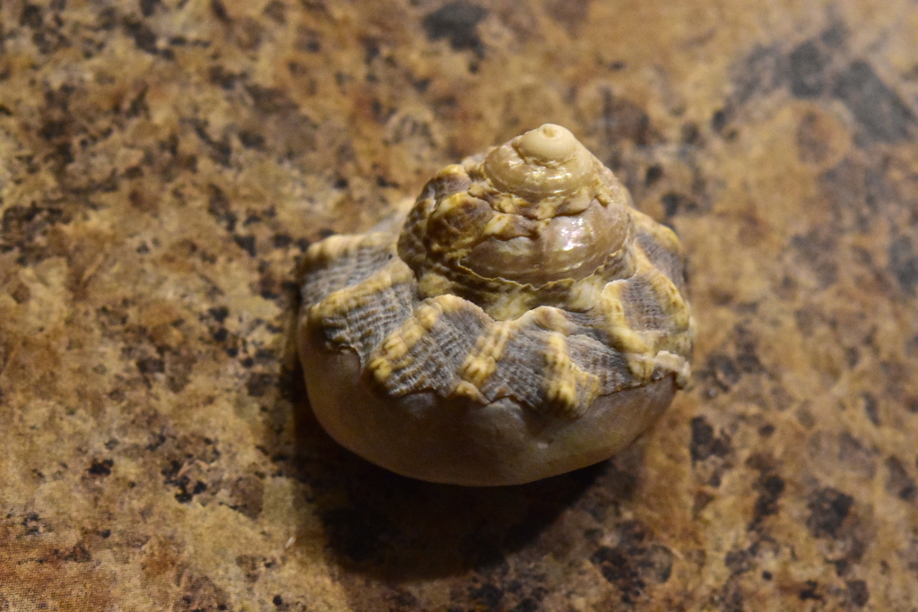 Green Star Shell from Manalapan, FL, USA on December 4, 2023 at 08:07 ...