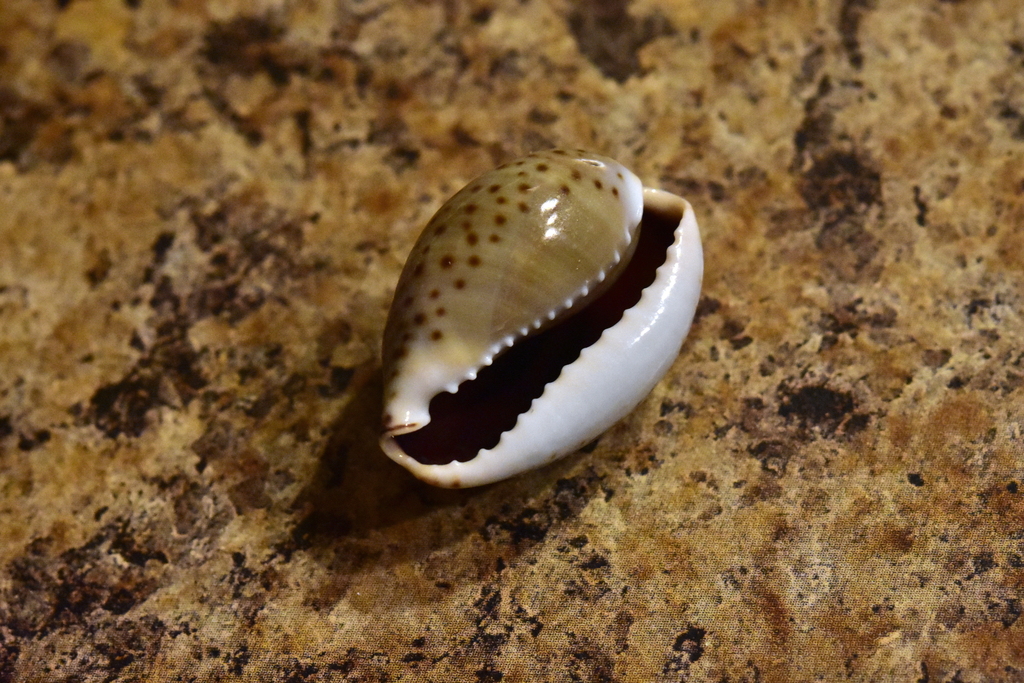 Thrush cowrie from Manalapan, FL, USA on December 4, 2023 at 08:07 AM ...