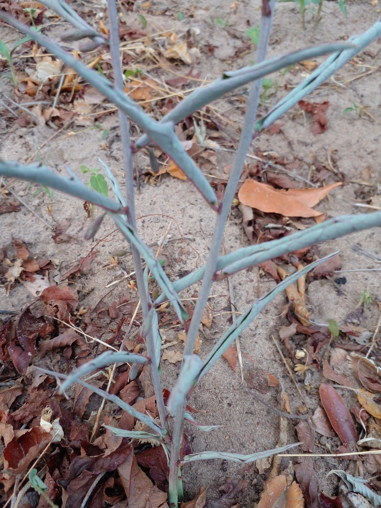 Adenia repanda from Zambezi Region, Namibia on November 26, 2023 at 07: ...