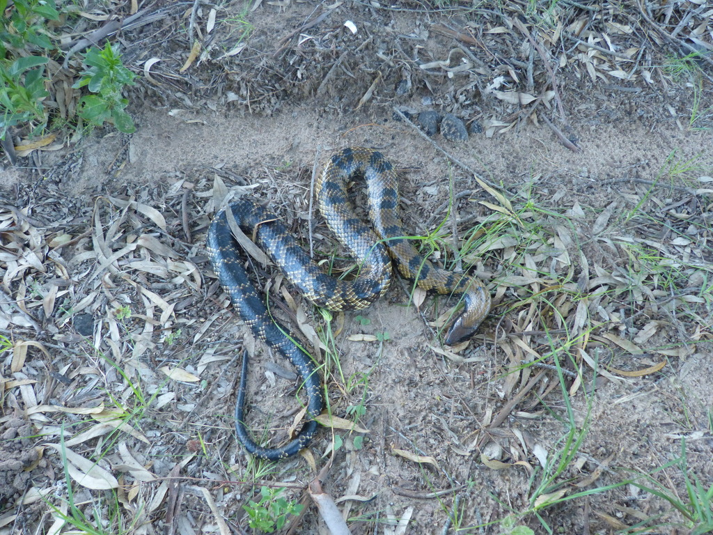 False Water Cobra from Cayastá, Santa Fe, Argentina on December 2, 2023 ...