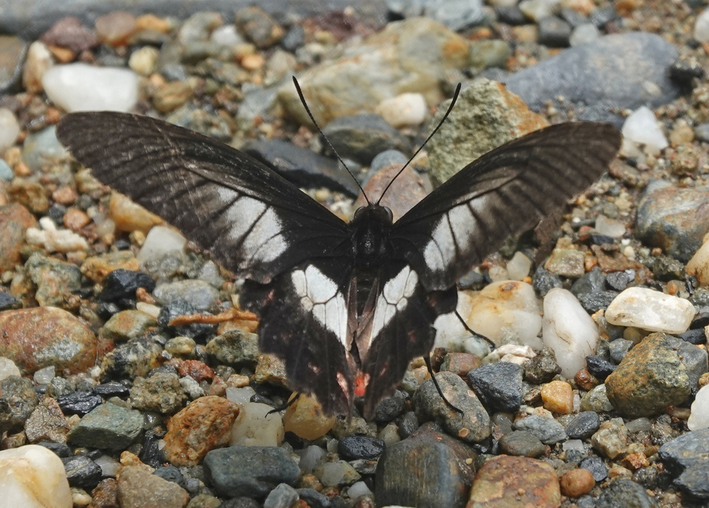 Red-bodied Swallowtail from Bulolo District, Papua New Guinea on ...