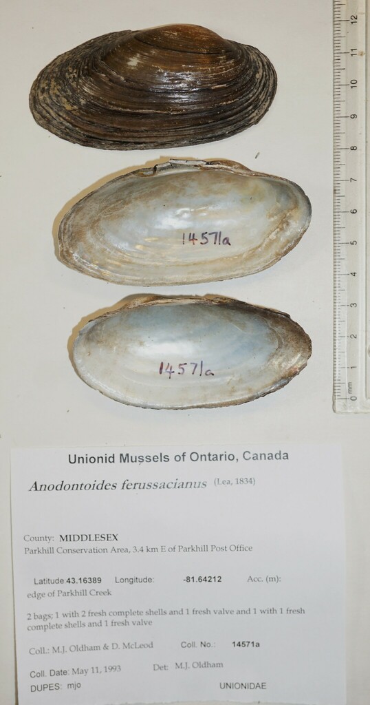 Cylindrical Papershell from Middlesex County, ON, Canada on May 11 ...