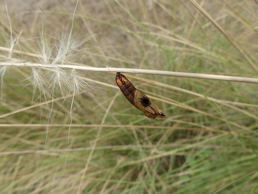 Insects from Tamil Nadu Agricultural University, P N Pudur, Coimbatore, Tamil Nadu, India on May ...