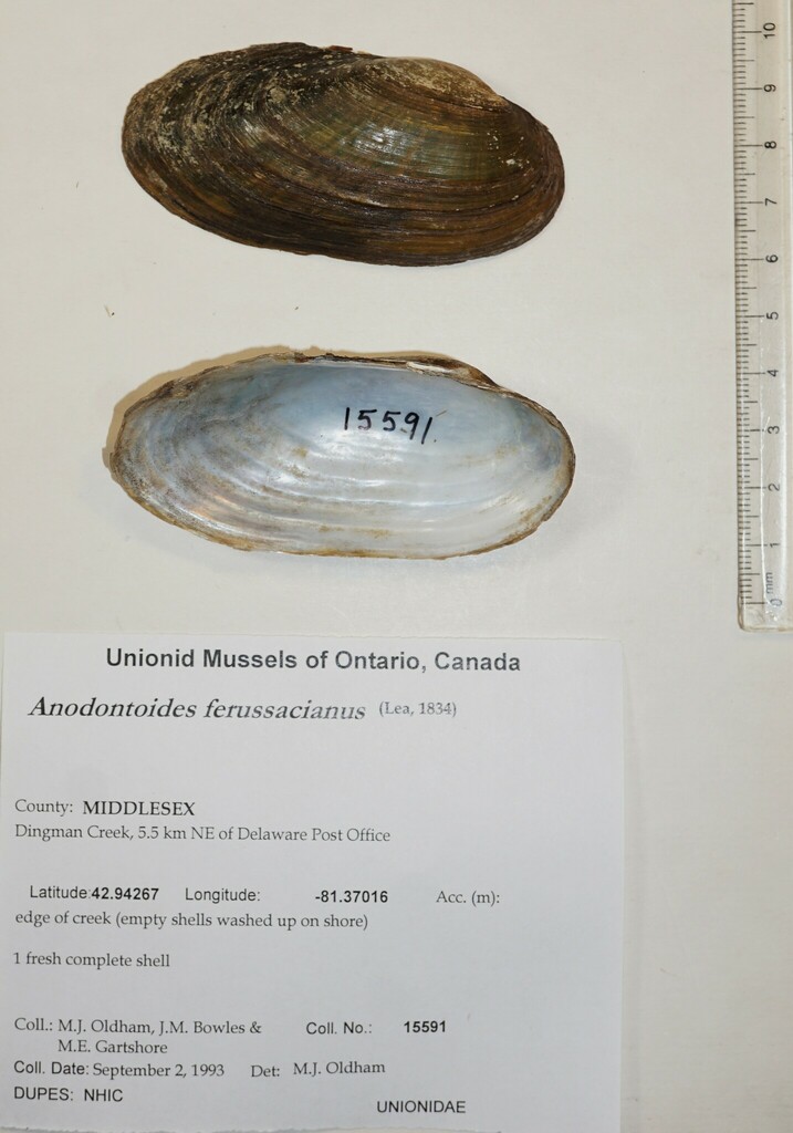 Cylindrical Papershell from Canada, Ontario, MIDDLESEX County, Dingman ...