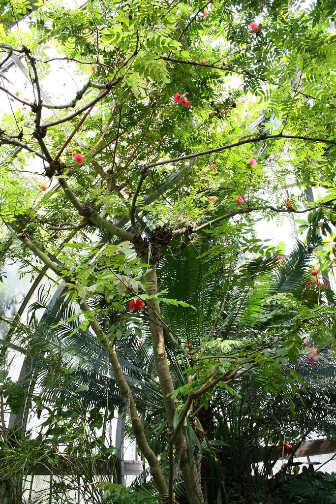 scarlet powder-puff from Delhi on October 14, 2023 by douminlun ...