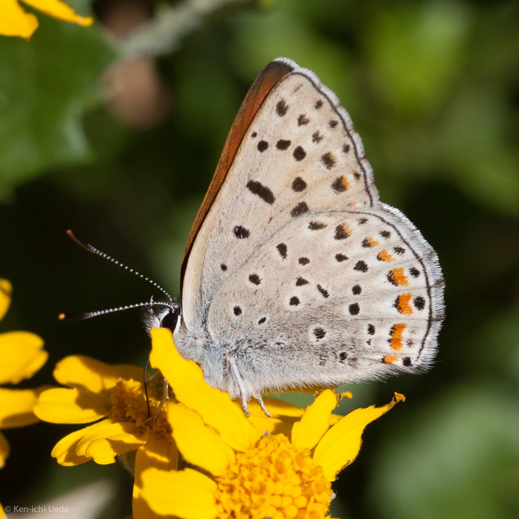 Gorgon Copper (Field Guide to Spark Invertebrates) · BioDiversity4All