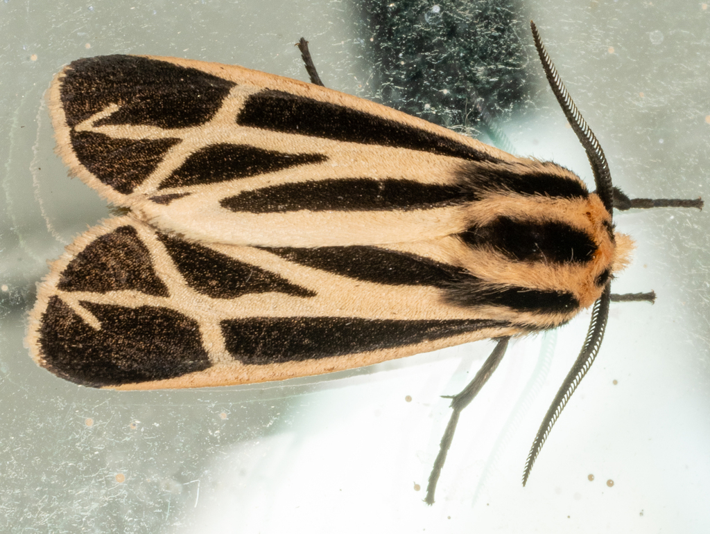 Harnessed Tiger Moth from Orange County, FL, USA on March 11, 2023 at ...