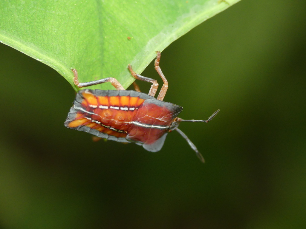 Lychee Stink Bug from Jiji, Jiji Township, Nantou County, Taiwan 552 on ...