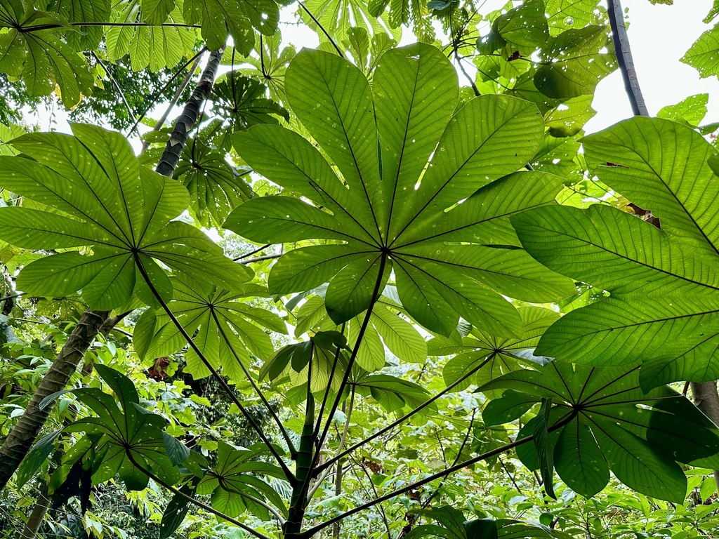 trumpet-tree from Mistico Park, San Carlos, Alajuela, CR on November 24 ...