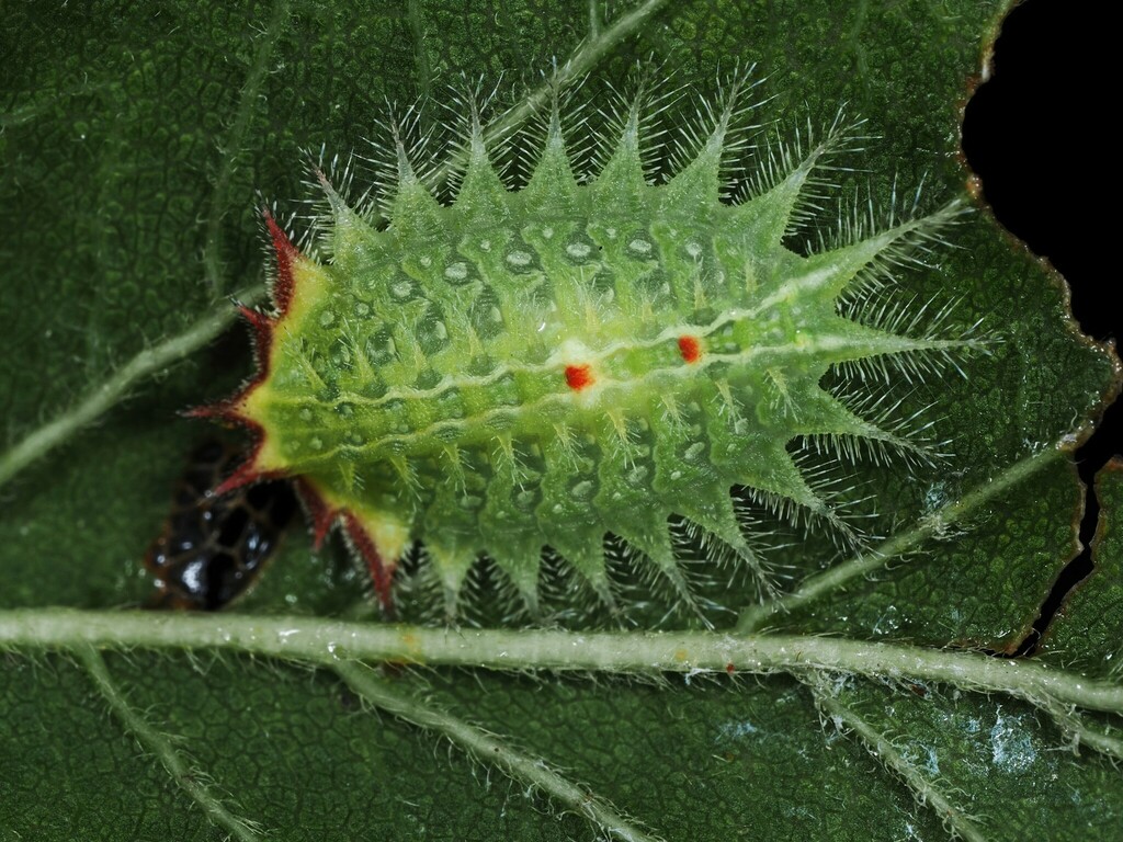 Crowned Slug Moth from 4949 Tealtown Rd, Milford, OH 45150, USA on ...