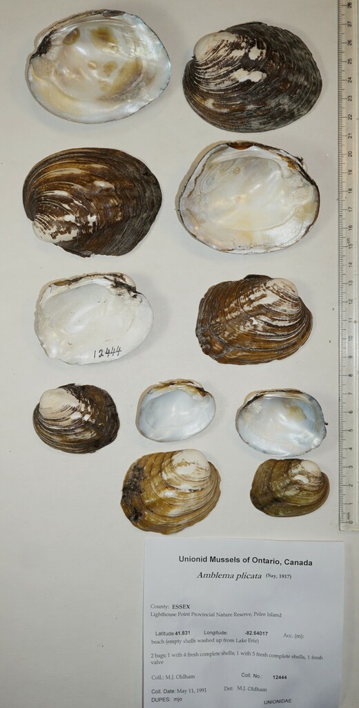 Three-ridge Mussel from Canada, Ontario, ESSEX County, Lighthouse Point ...