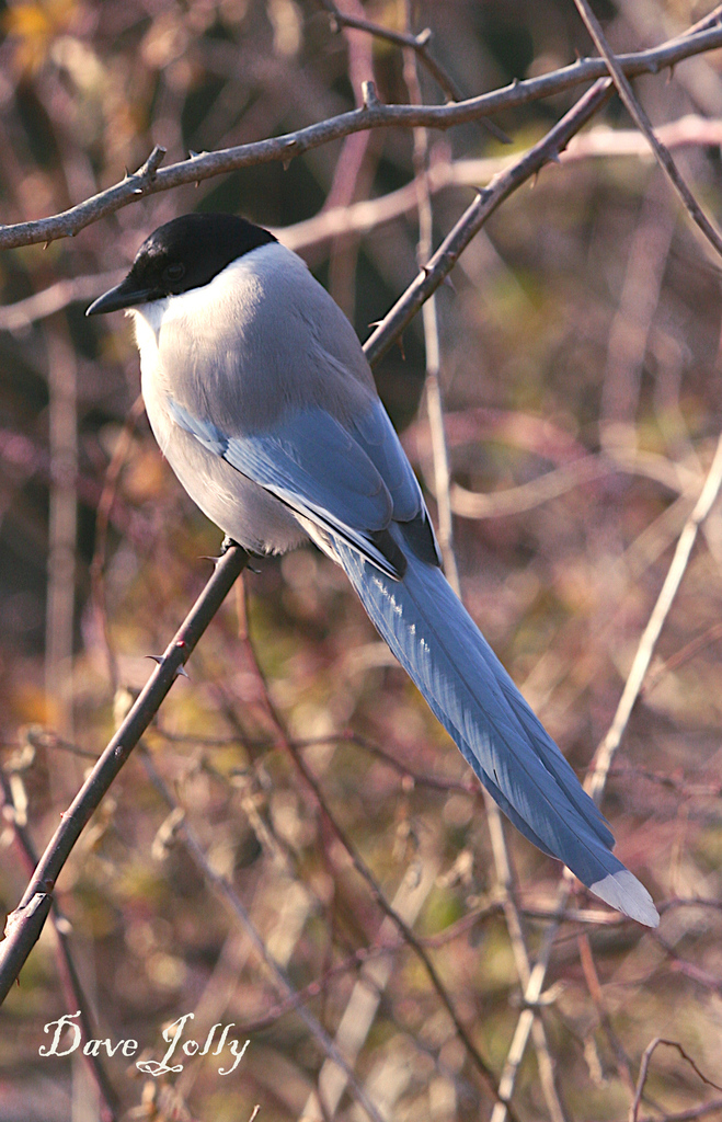 Azure-winged Magpie from Ganghwa-gun, Incheon, South Korea on November ...
