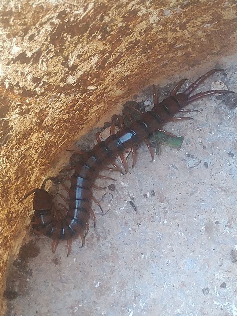 Caribbean Giant Centipede from Fonds Baptiste, Haiti on December 4 ...