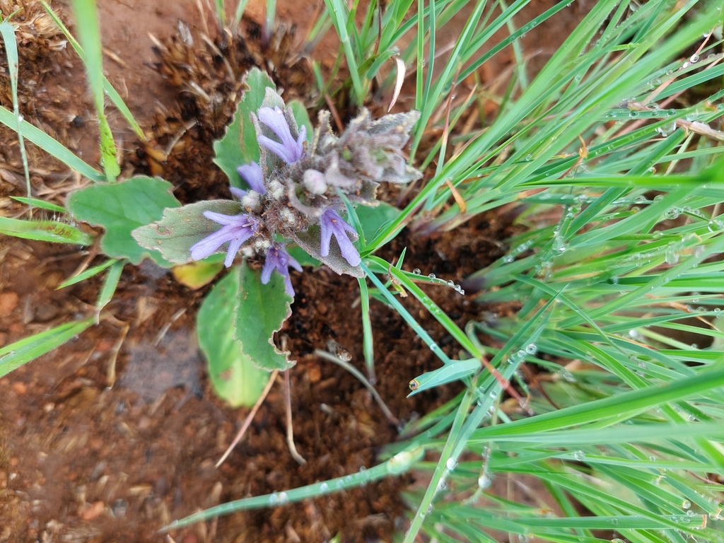 Bugle Plant from Emakhazeni Local Municipality, South Africa on ...