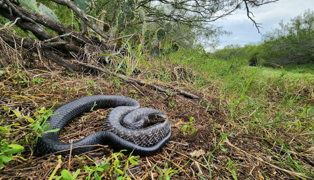 Texas Indigo Snake in December 2023 by crotrox. Cameron Co TX · iNaturalist
