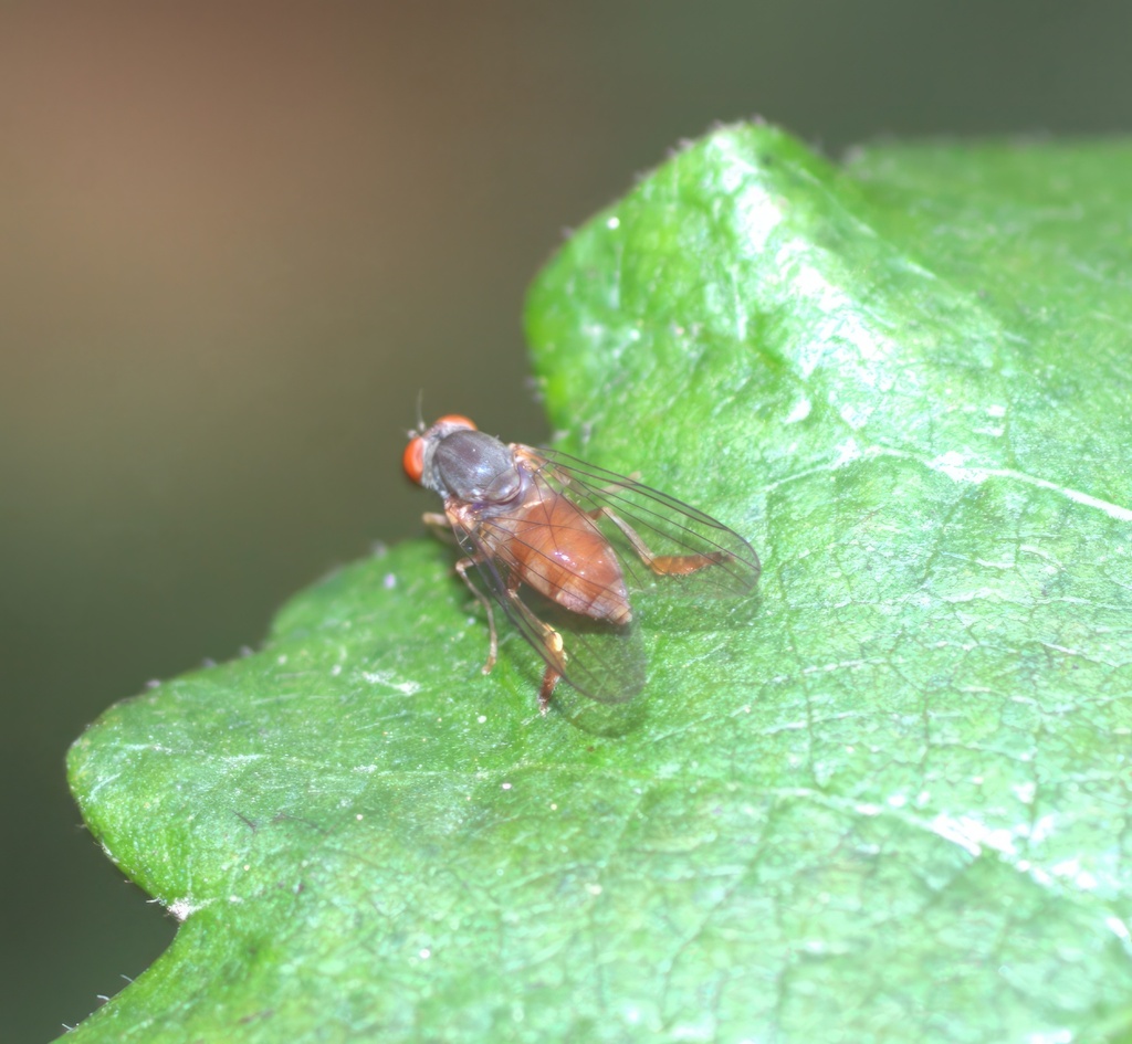Flat-footed Flies from North Arroyo, Pasadena, CA, USA on December 3 ...