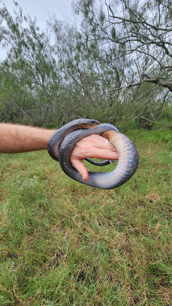 Texas Indigo Snake in December 2023 by crotrox. Cameron Co TX · iNaturalist