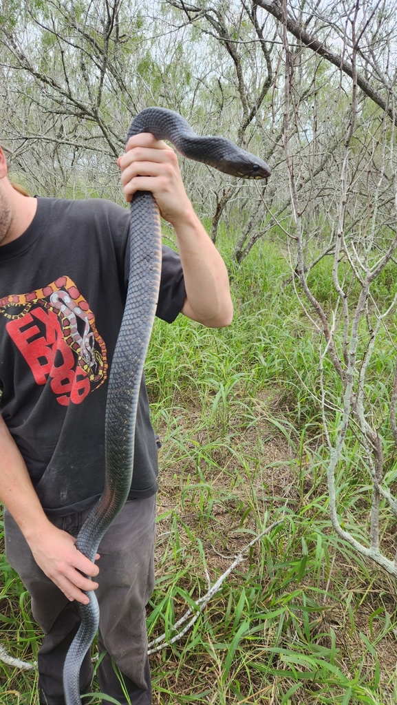 Texas Indigo Snake in December 2023 by crotrox. Willacy Co TX · iNaturalist