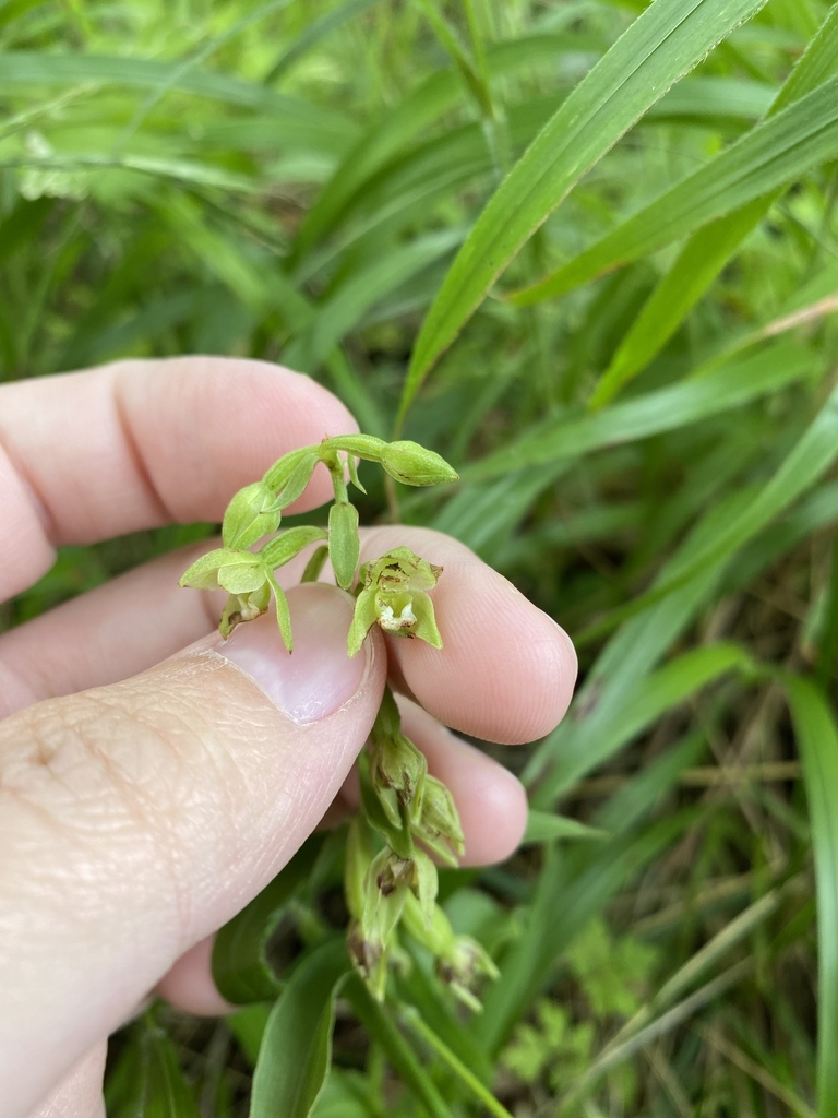 Green-flowered Helleborine from Moray, UK on August 01, 2021 at 01:04 ...