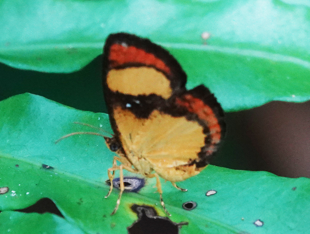 Callidula versicolor from Huon District, Papua New Guinea on November ...