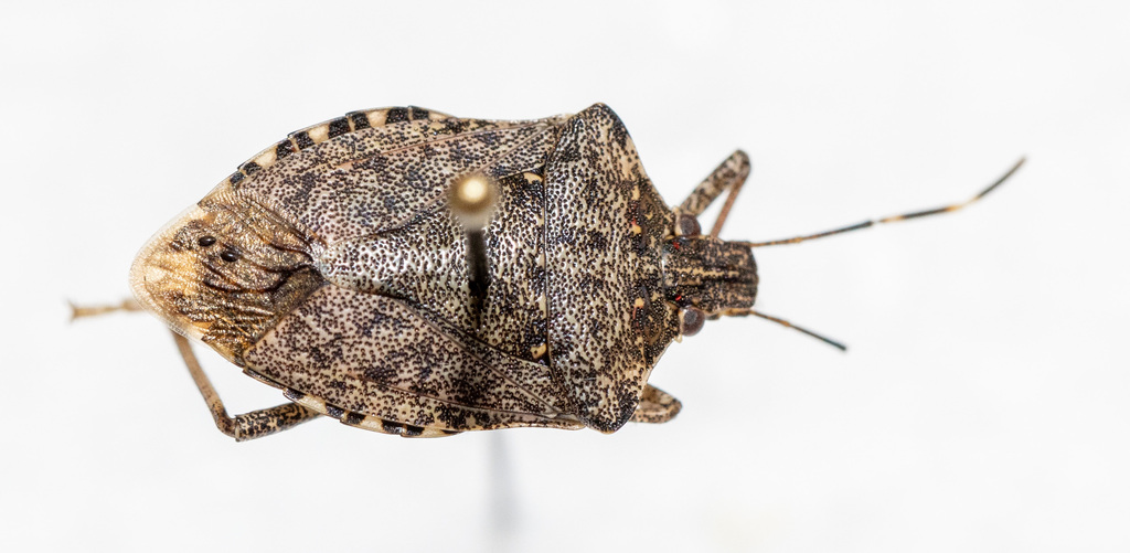 Brown Marmorated Stink Bug from Centerville, OH, USA on November 2 ...