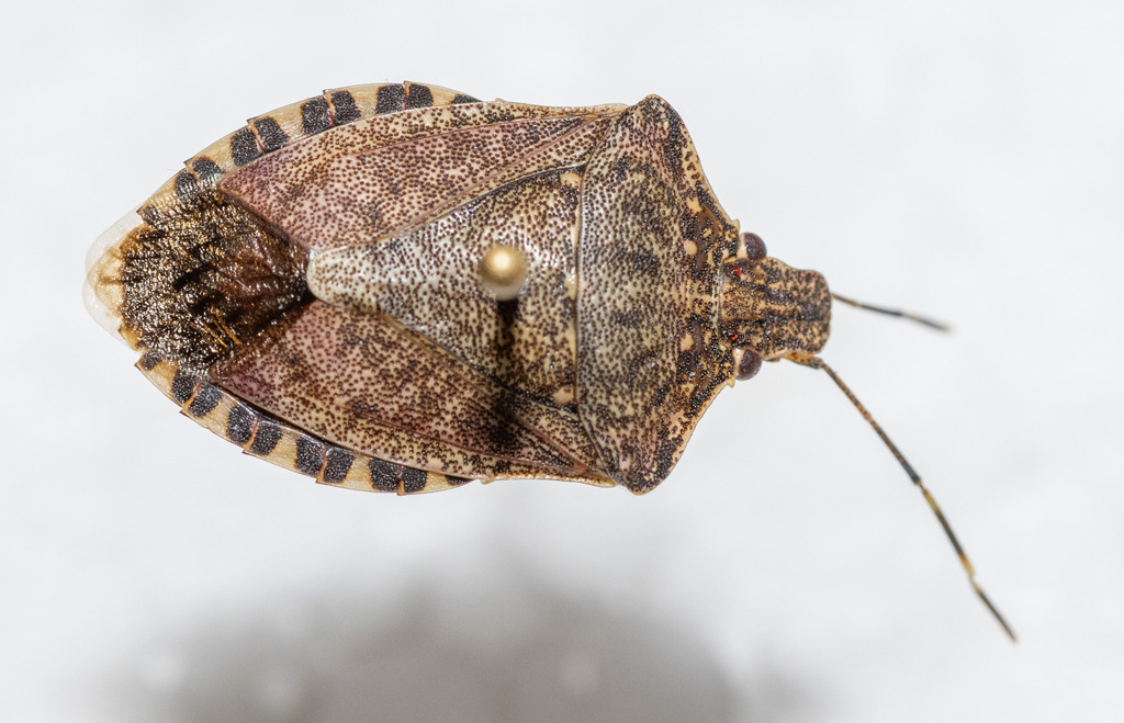 Brown Marmorated Stink Bug from Centerville, OH, USA on November 3 ...
