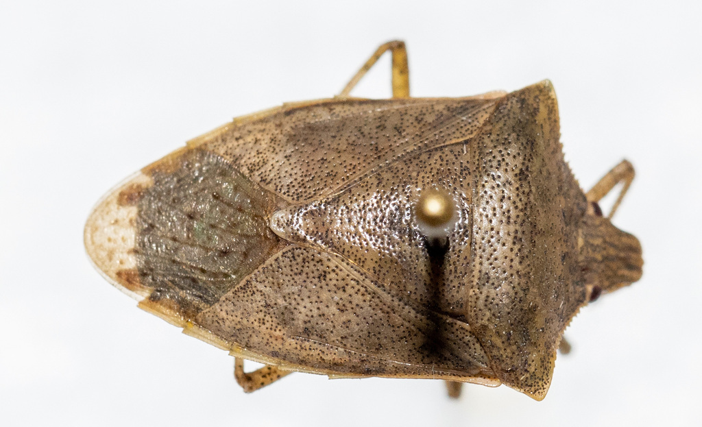 One-spotted Stink Bug from Centerville, OH, USA on November 15, 2023 at ...
