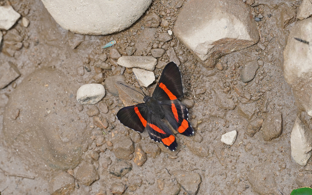 Ancyluris colubra from Paucartambo Province, Peru on September 16, 2023 ...