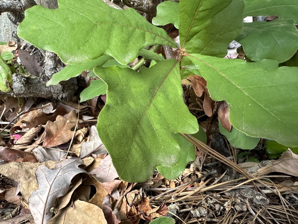 post oak in November 2023 by ice_cube79. Was thinking a white oak but I ...